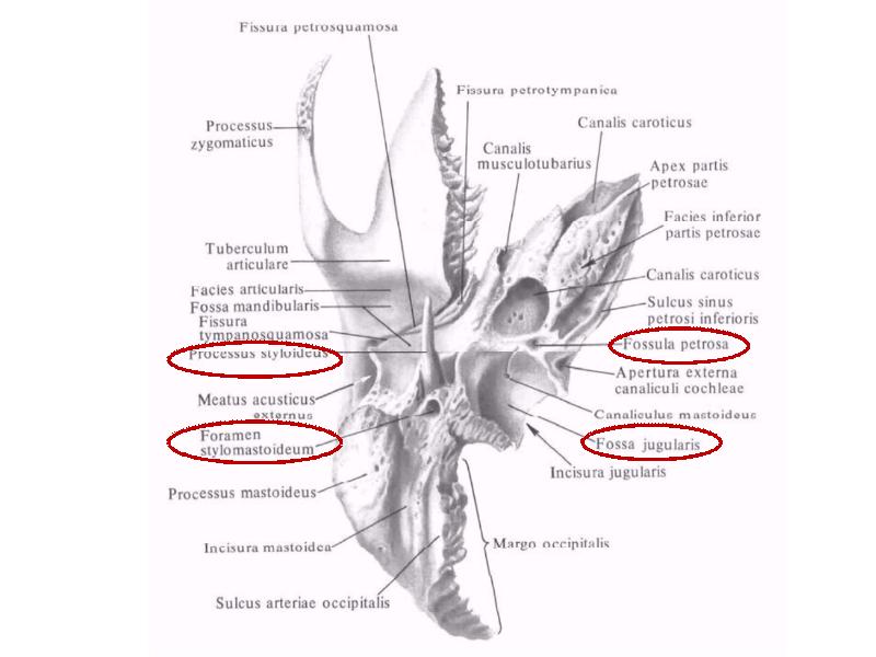 Височная кость. Os temporale