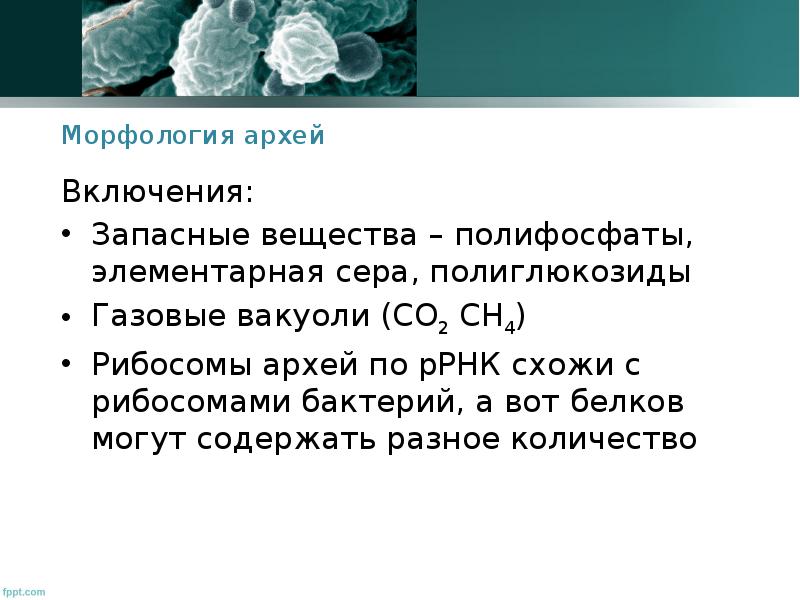 Археи