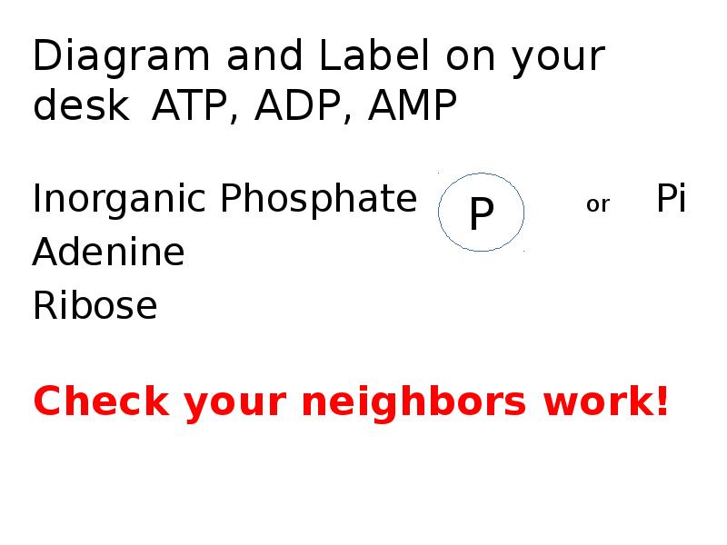 ATP – Structure & Function Anaerobic and Aerobic Respiration Mitochondria