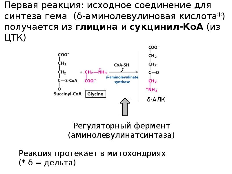 Метаболизм гема