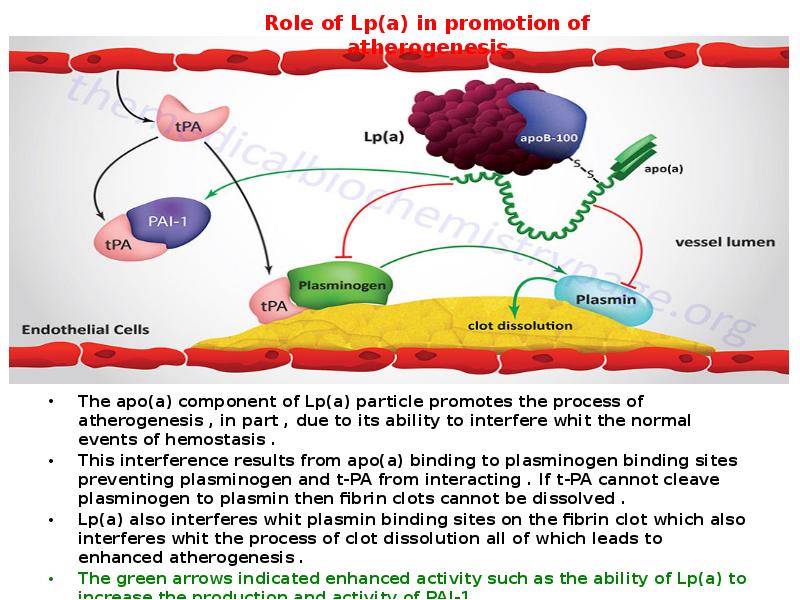 Lipoprotein(a): an independent CVD Risk Factor Ejazzullah Jahed Na q ...
