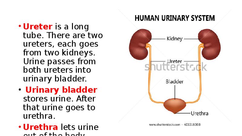 Human excretory system