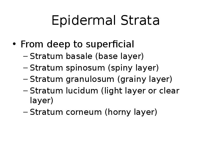 The Integumentary System