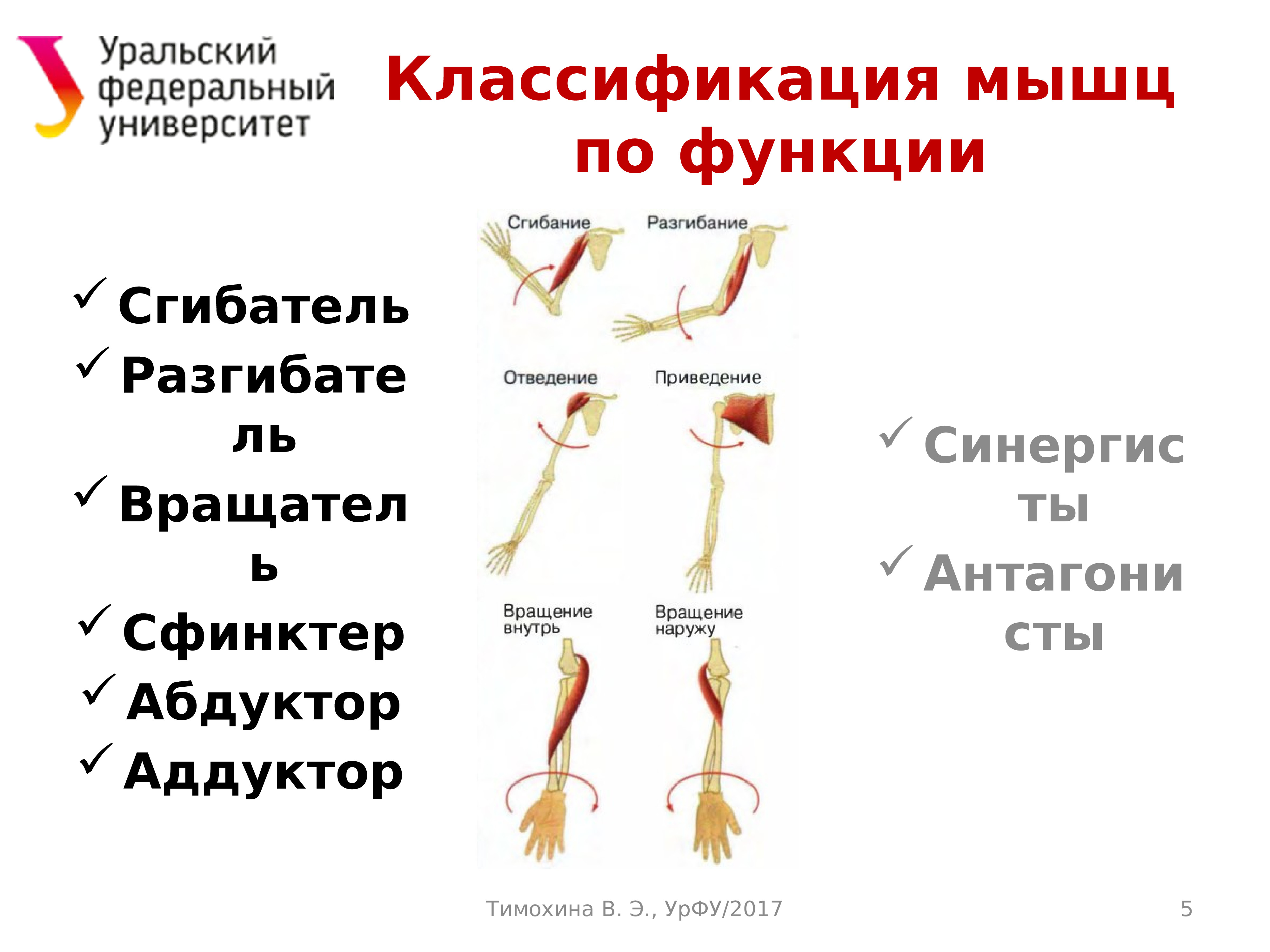 Динамическая анатомия (лекция 3 )