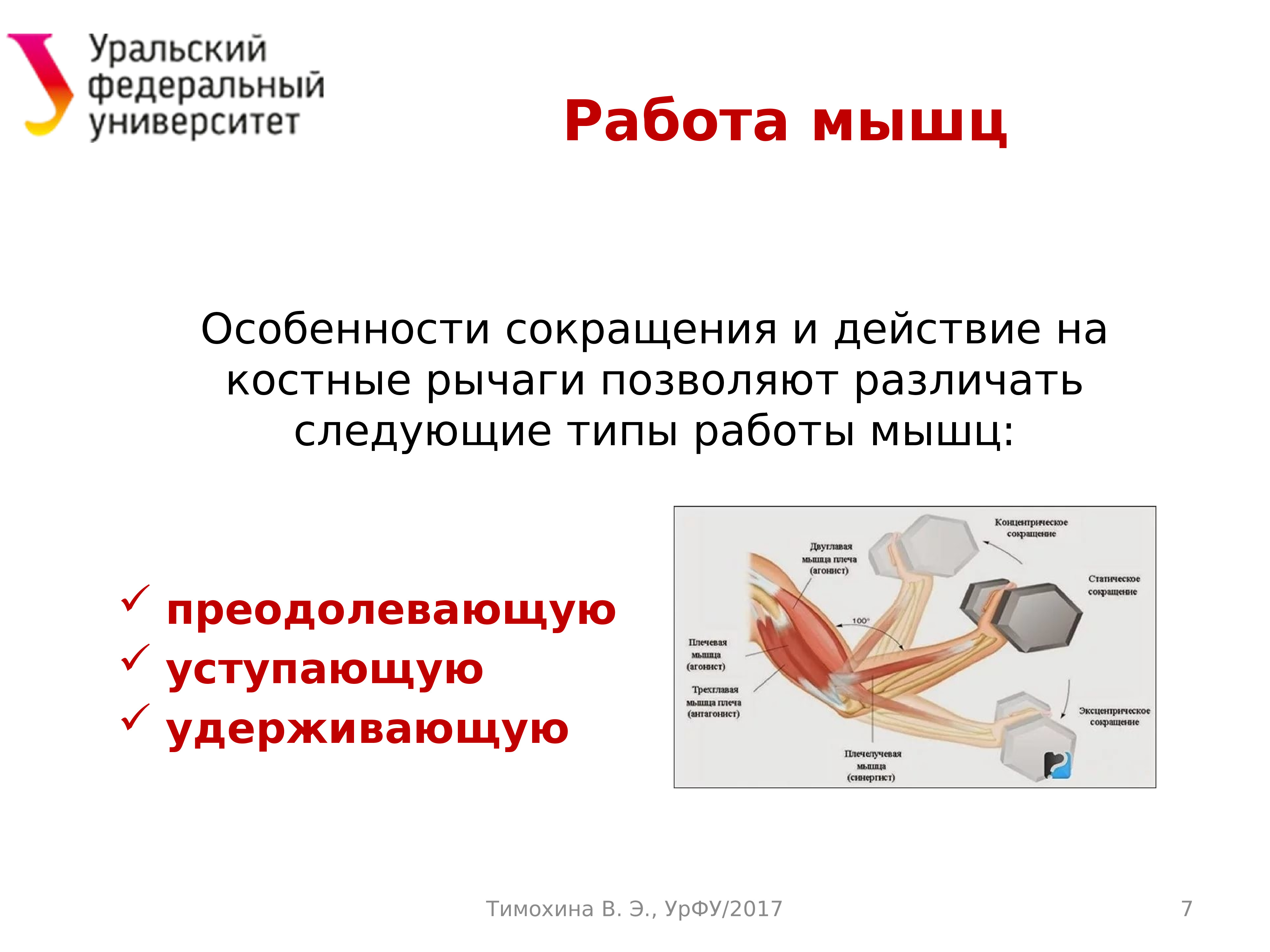 Динамическая анатомия (лекция 3 )