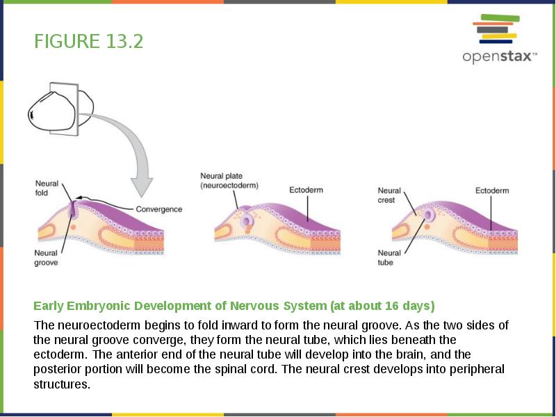Anatomy & physiology Chapter 13 ANATOMY OF NERVOUS SYSTEM PowerPoint Image