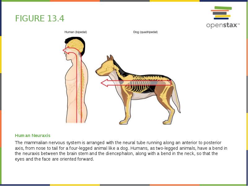 Anatomy & physiology Chapter 13 ANATOMY OF NERVOUS SYSTEM PowerPoint Image